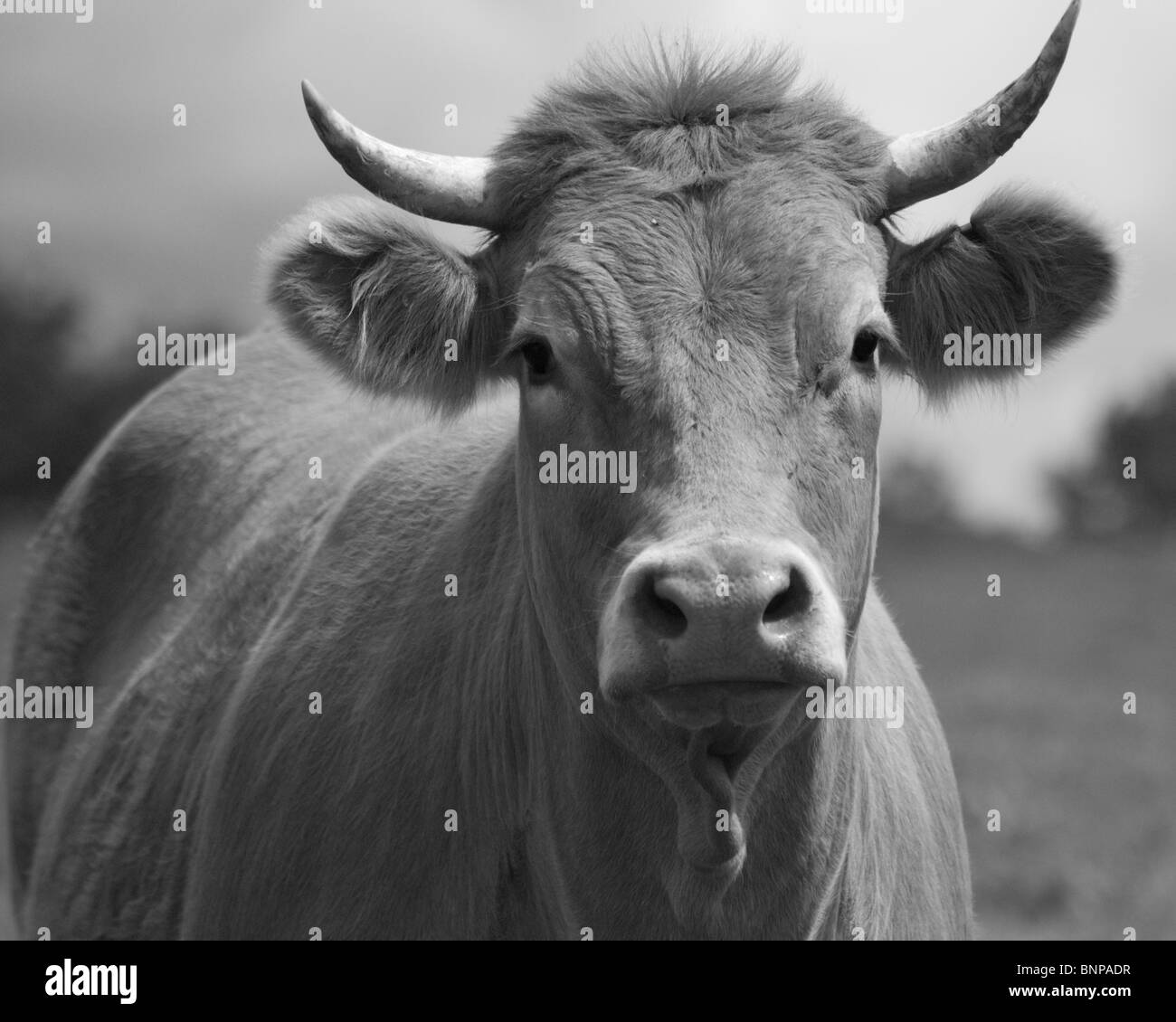 Beautiful Doe Eyed Long Horned Cow Stock Photo - Alamy