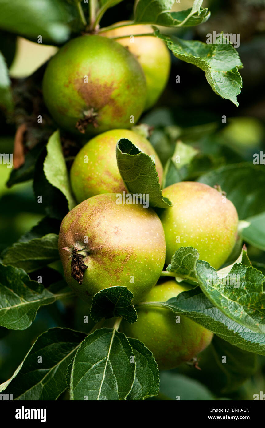 Ashmeads kernel apple garden hi-res stock photography and images - Alamy