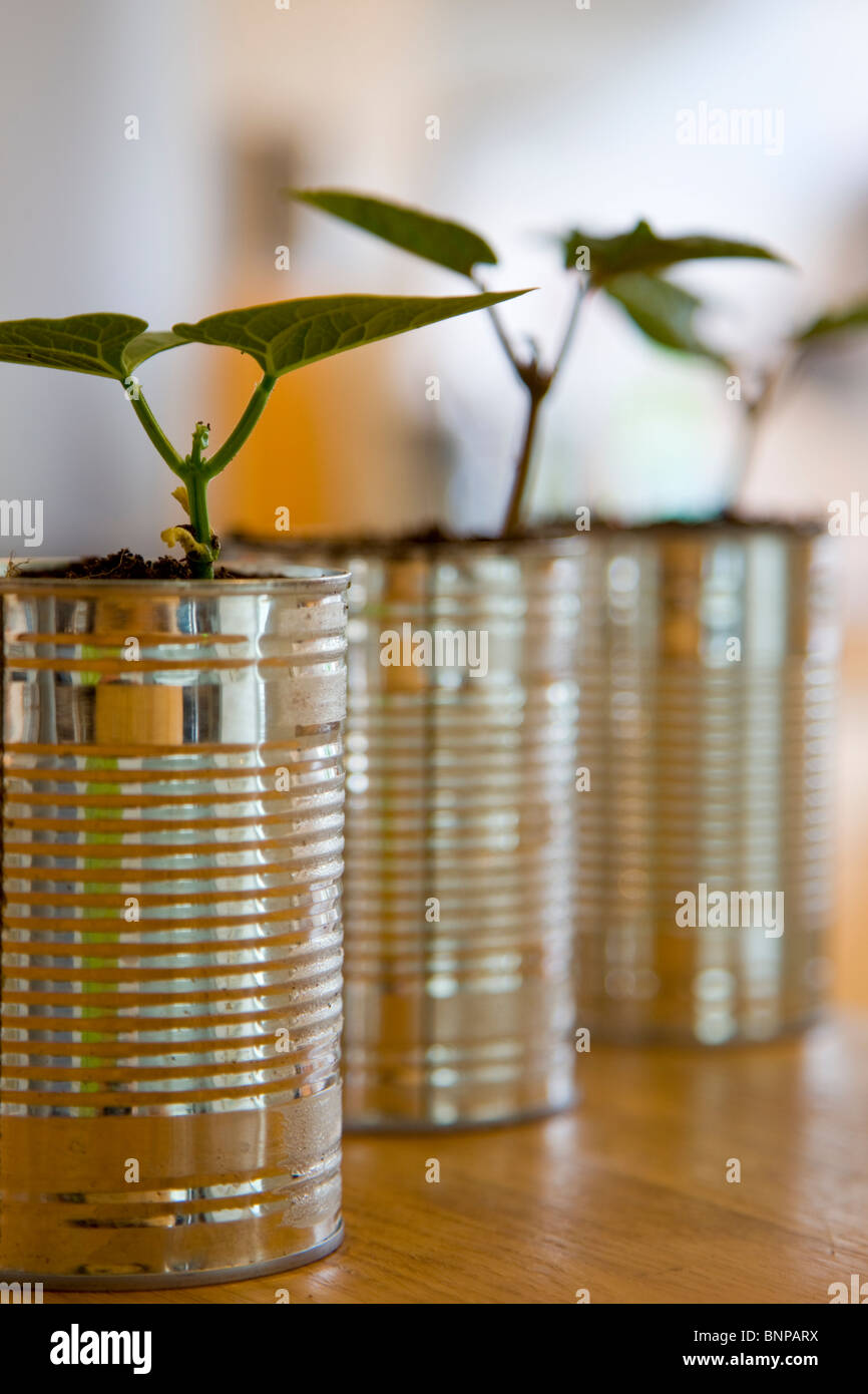 Planting tin cans hi-res stock photography and images - Alamy