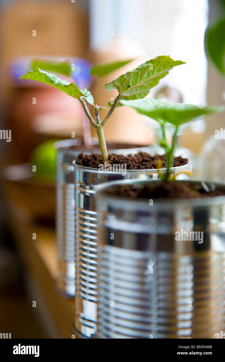 Planting Tin Cans High Resolution Stock Photography and Images - Alamy