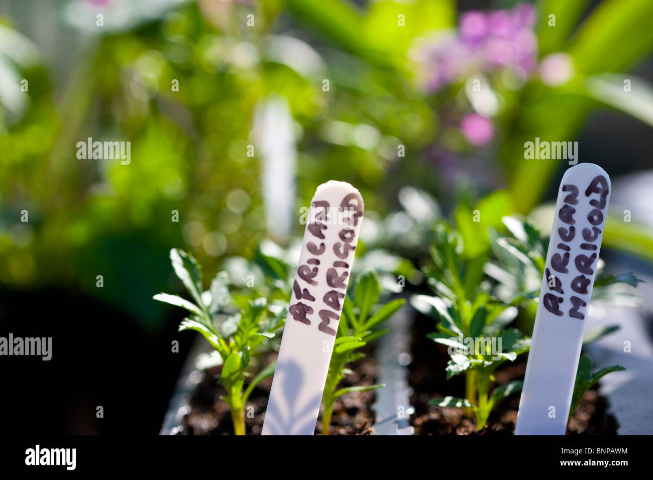 African marigold seedlings and labels Stock Photo - Alamy