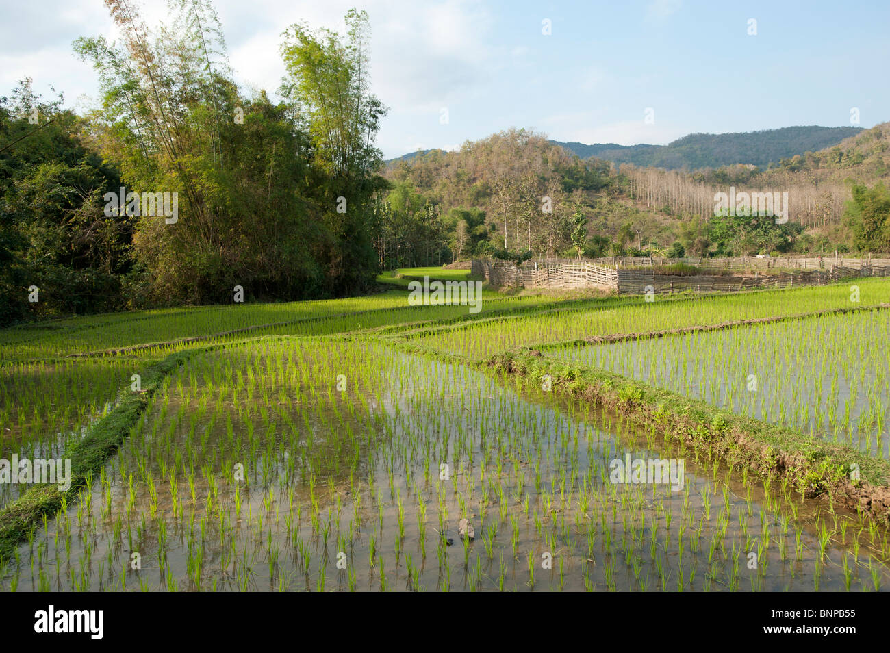 Young green rice shoots in paddy field hi-res stock photography and ...