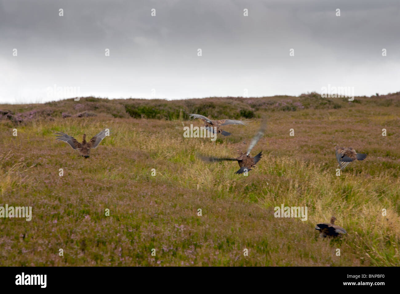 Flying red grouse hi-res stock photography and images - Alamy