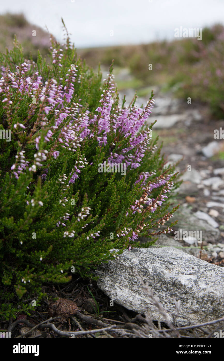 North yorkshire heather rock hi-res stock photography and images - Alamy