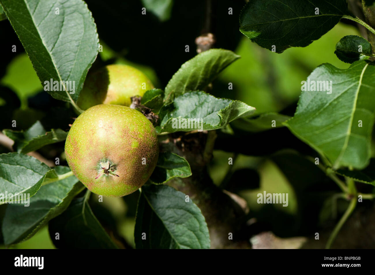 Flower Of Kent Apple Tree Fruit