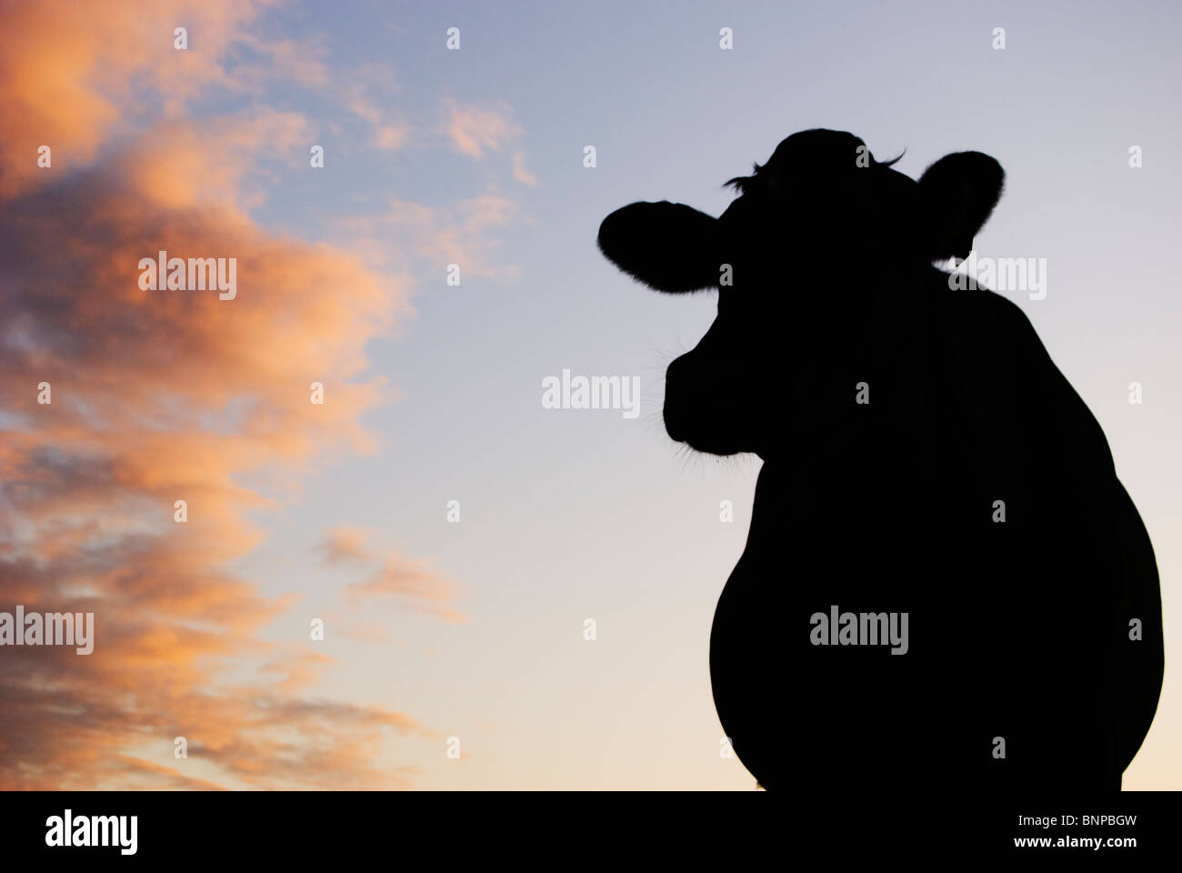 silhouette of cow with a beautiful summer evening pink and orange sky ...