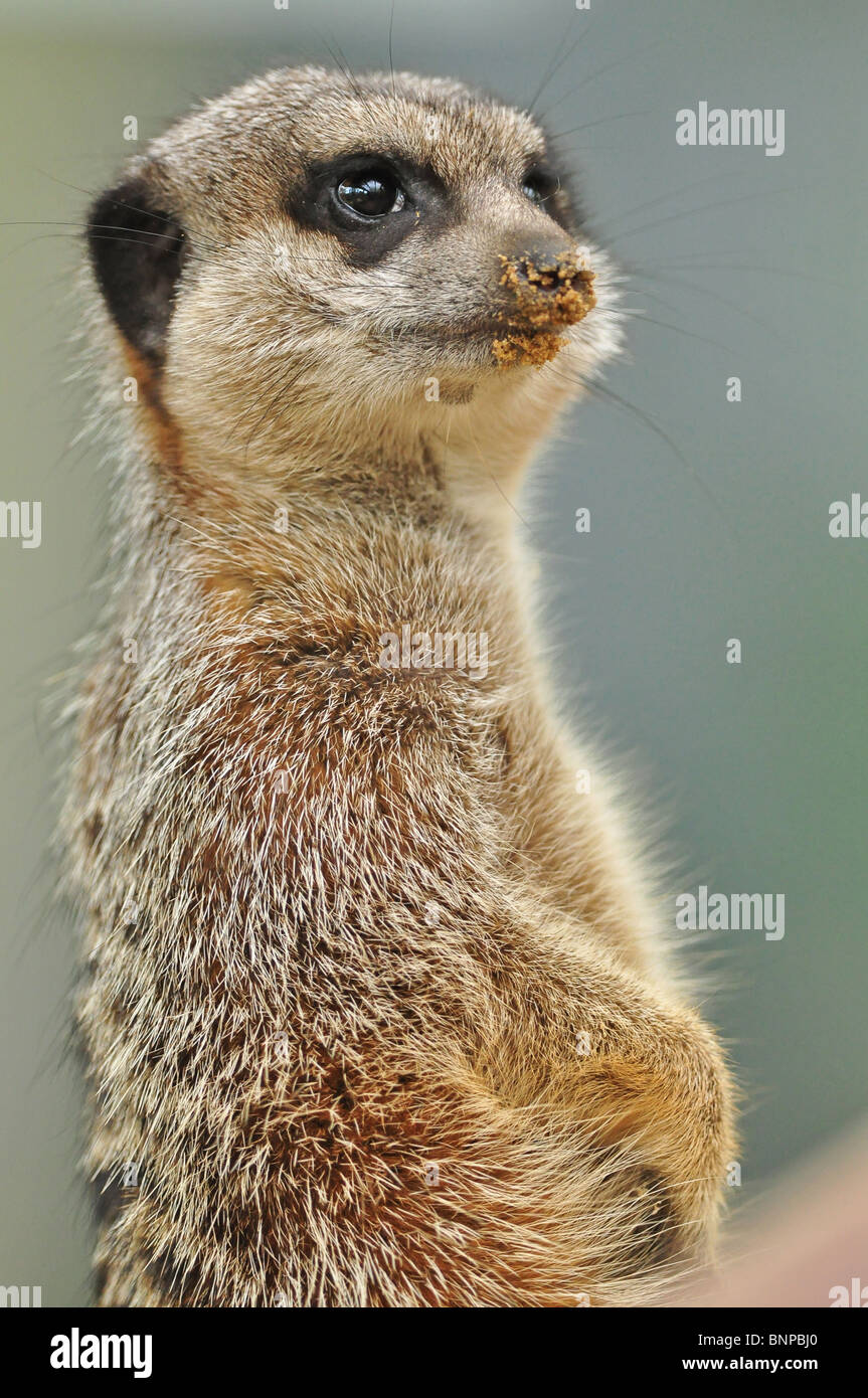Meerkat side hi-res stock photography and images - Alamy