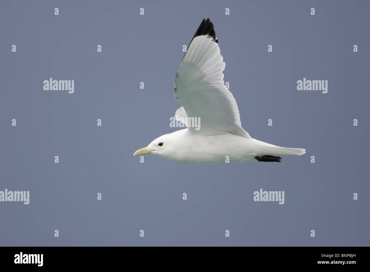 Kittiwake flight hi-res stock photography and images - Alamy