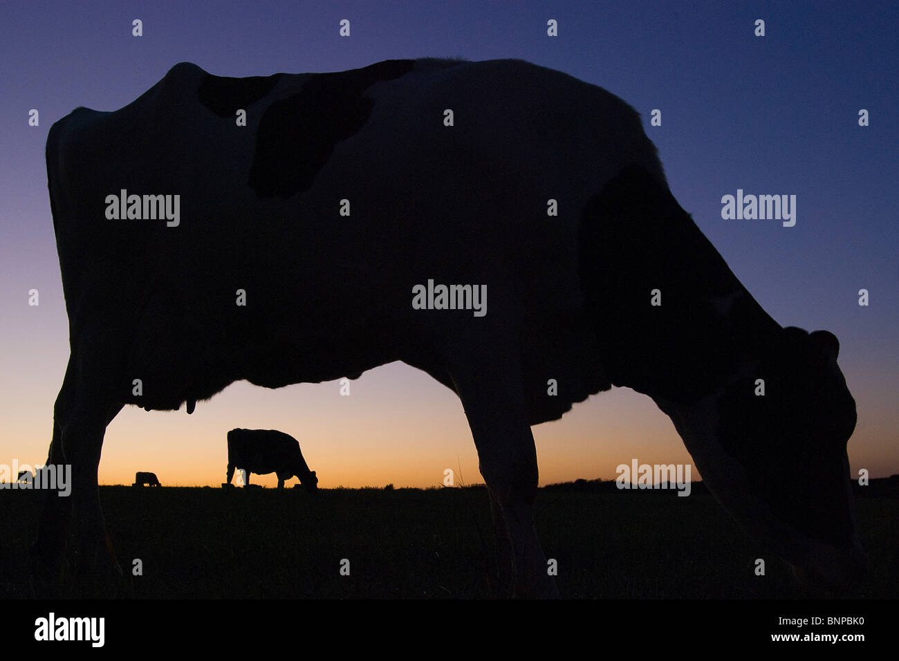 Silhouette of grazing dairy cows at sunset in Dorset Stock Photo - Alamy