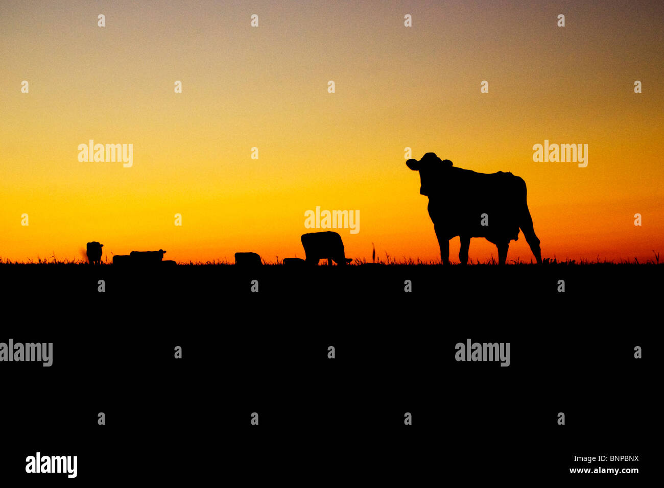 silhouette of cow herd at sunset at Dewlish in Dorset Stock Photo - Alamy
