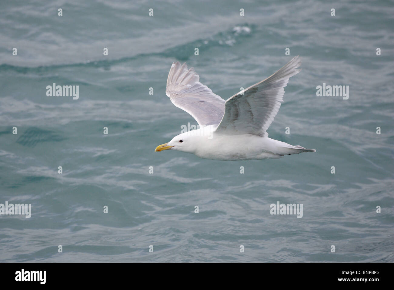 A Glaucous-winged Gull in flight Stock Photo - Alamy