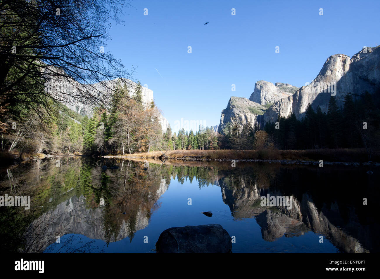 A bird wheels over the banks of the Merced River in Yosemite National ...