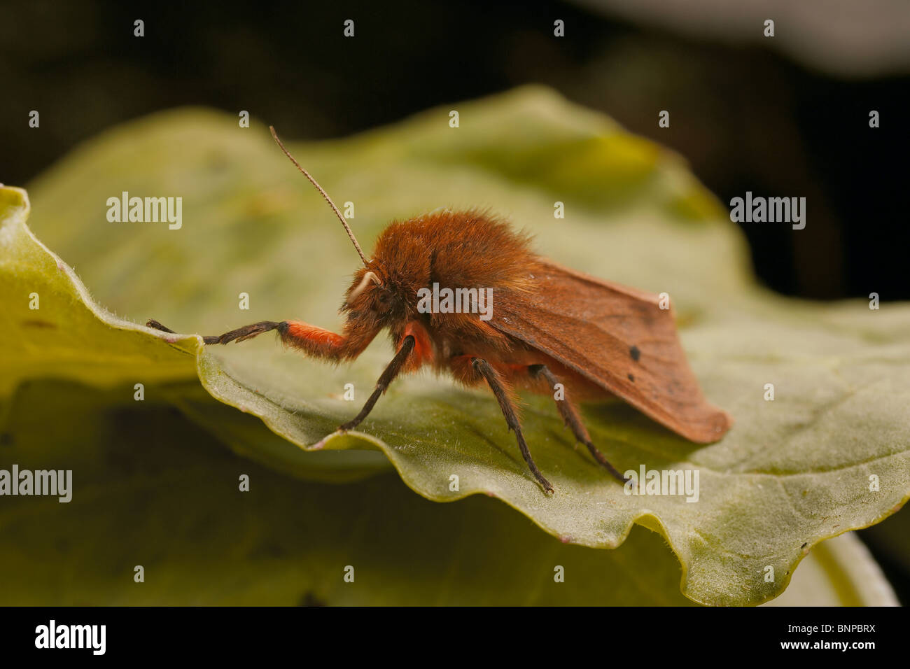 Ruby Tiger, Phragmatobia fuliginosa moth on Crowle Moor nature reserve ...