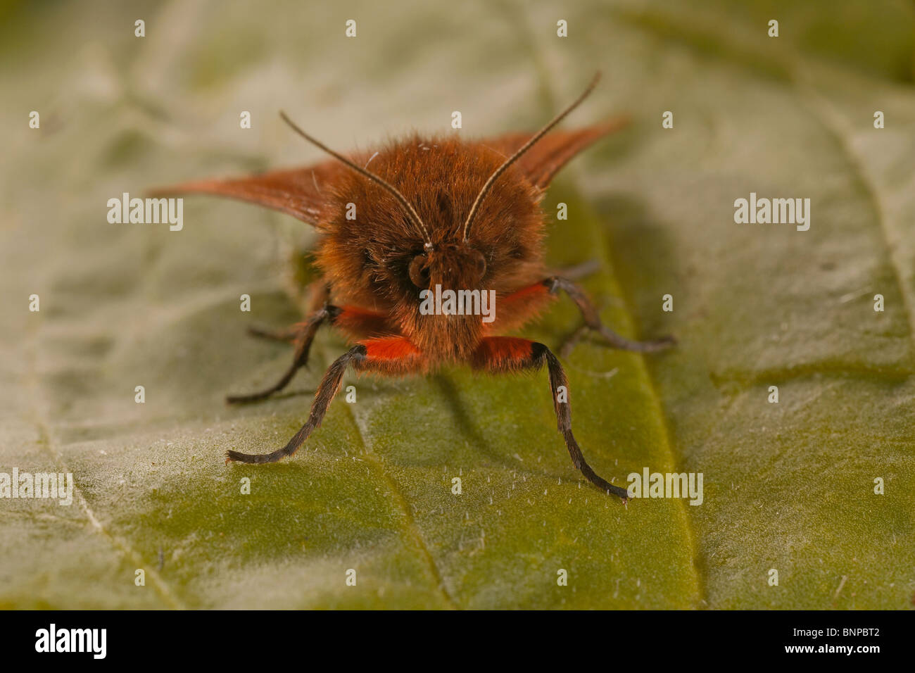 Ruby tiger moth uk hi-res stock photography and images - Alamy
