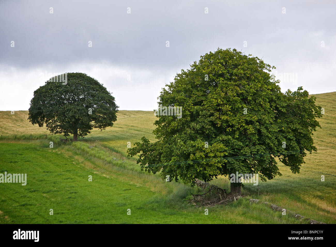 Two trees on boundary between two fields Stock Photo - Alamy