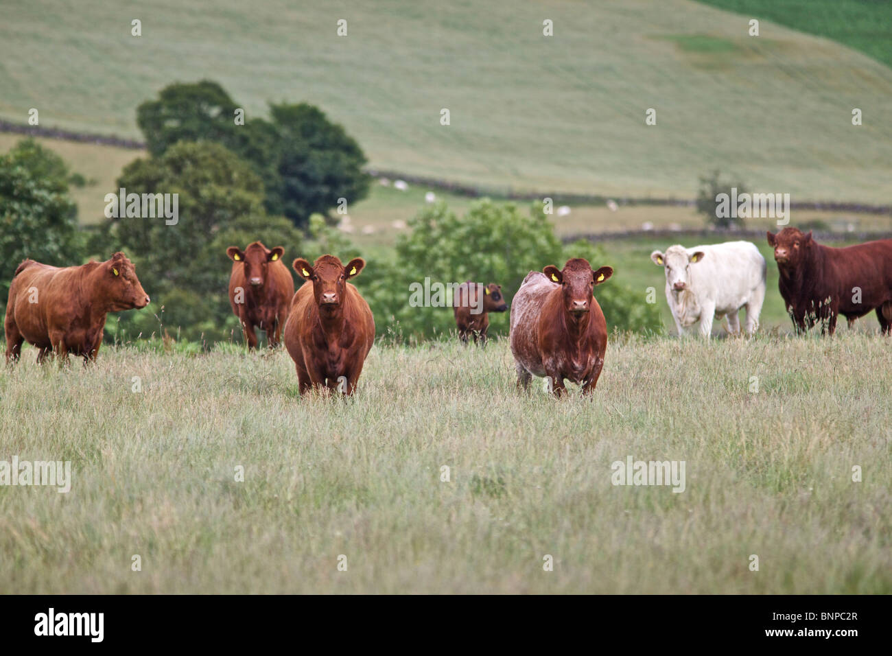Cattle in field Stock Photo - Alamy