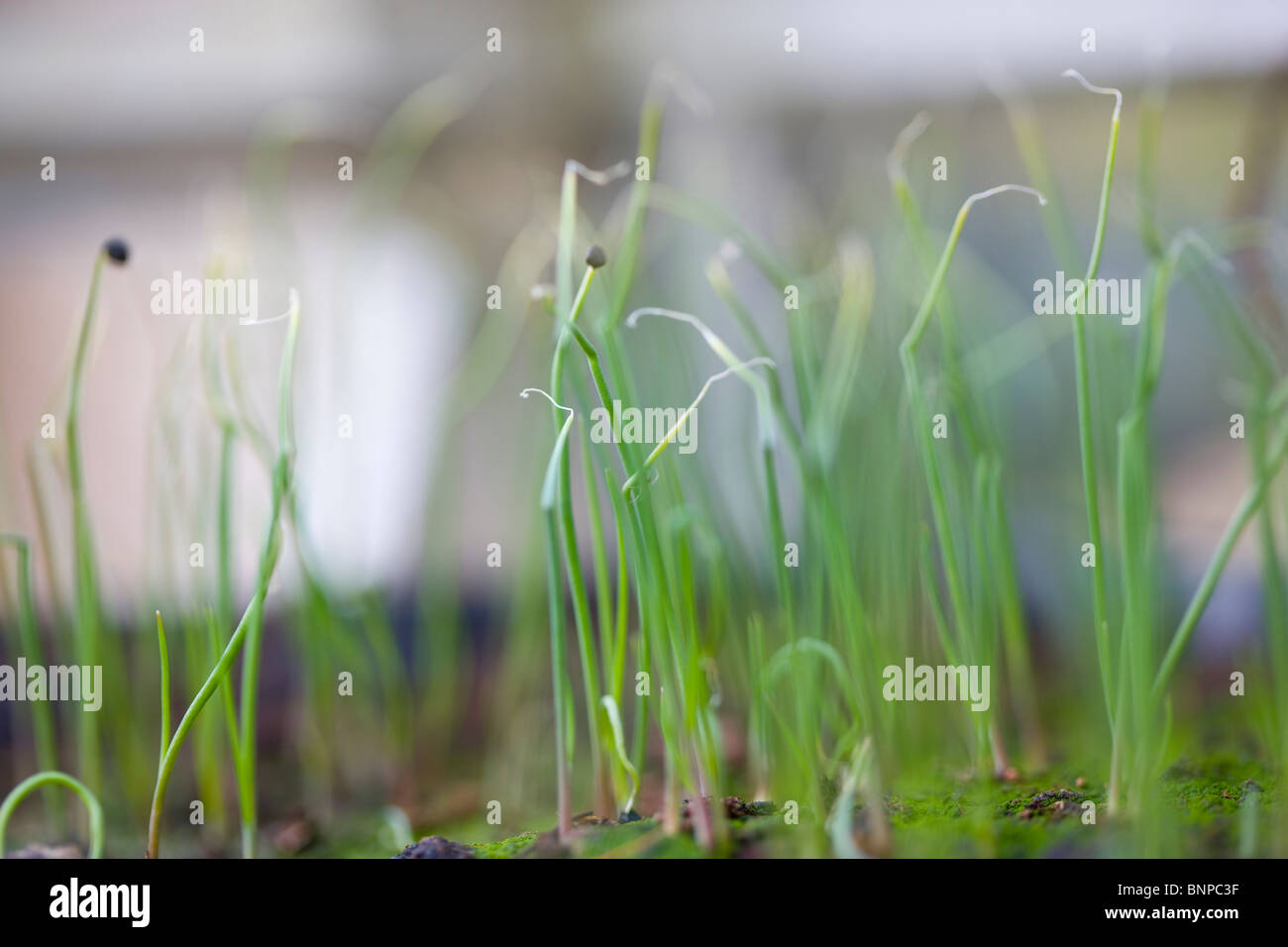 Chives Seedlings High Resolution Stock Photography and Images - Alamy