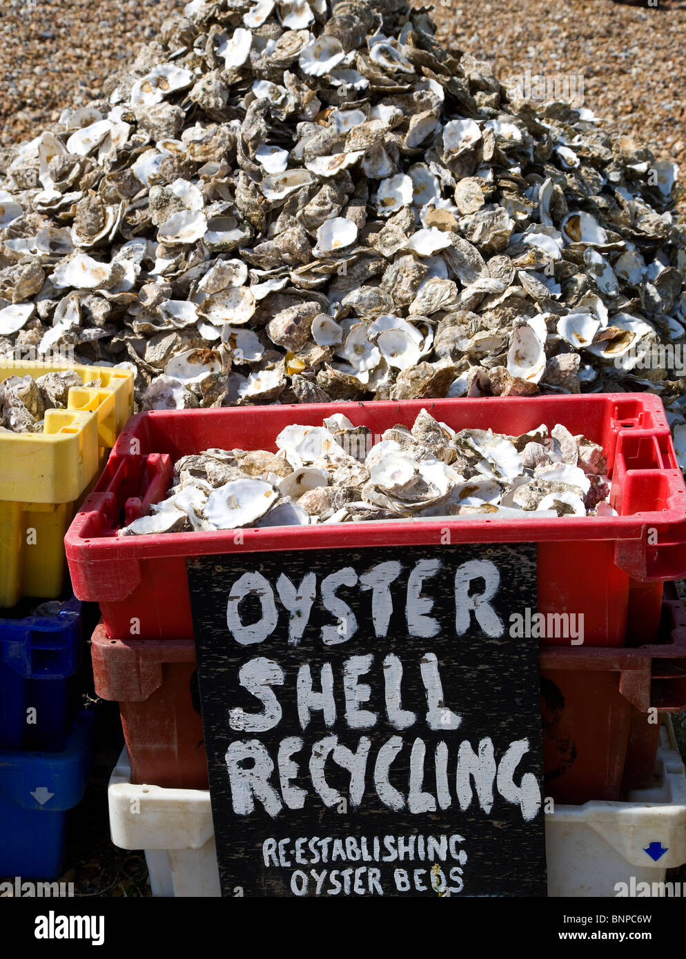 Recycled oyster shells Stock Photo - Alamy