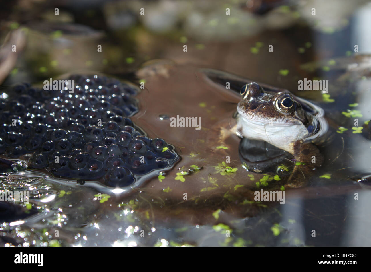 Common frog jumping hi-res stock photography and images - Alamy
