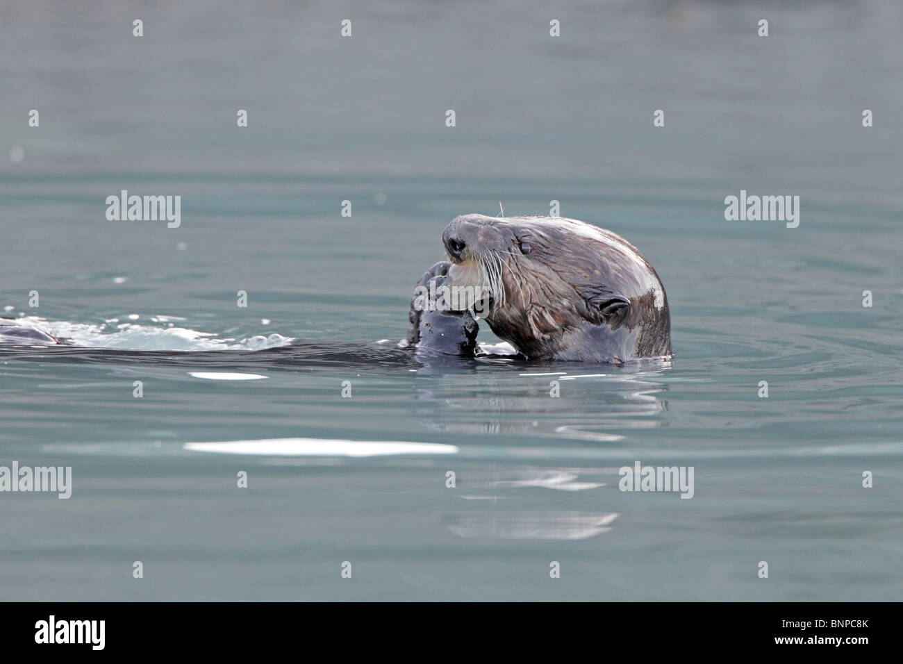 Sea Otter on its back eating shellfish Stock Photo - Alamy
