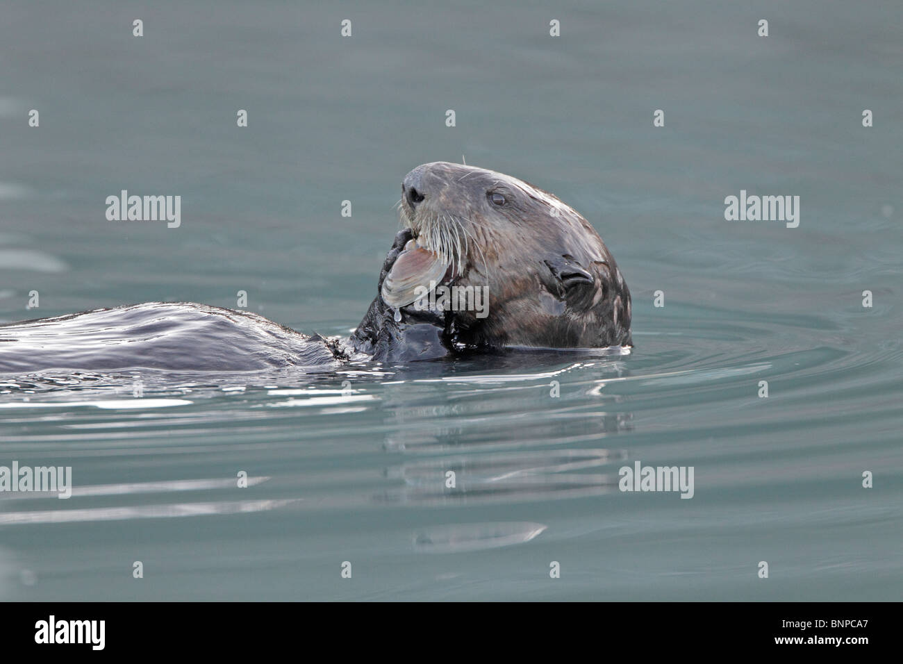 Sea otter clam hi-res stock photography and images - Alamy