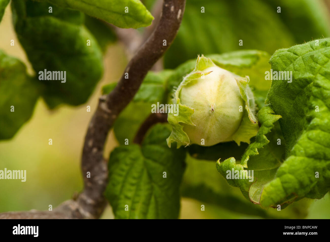Nut growing on a Corkscrew or Contorted Hazel, Corylus avellana ...