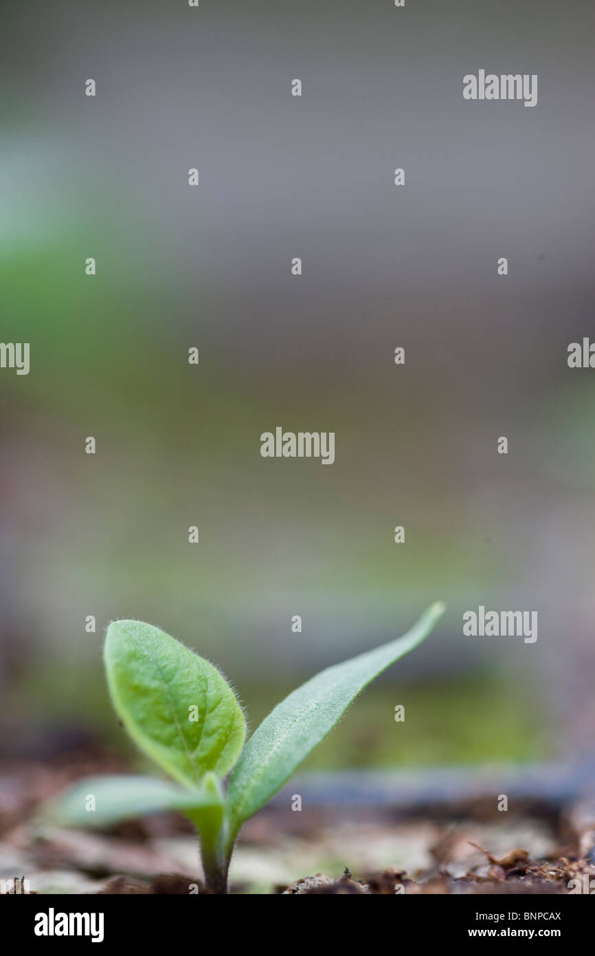 Zucchini seedlings hi-res stock photography and images - Alamy