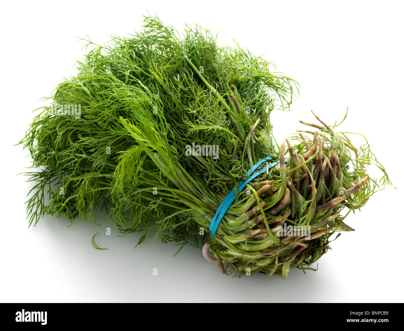 A bunch of dill on a white background Stock Photo - Alamy