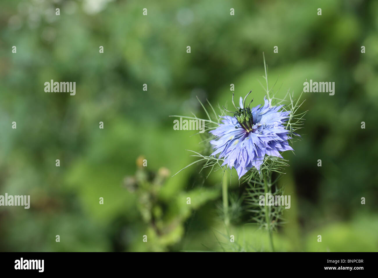 Small Blue Wild Flower with a spiky but soft stem called Nigella ...