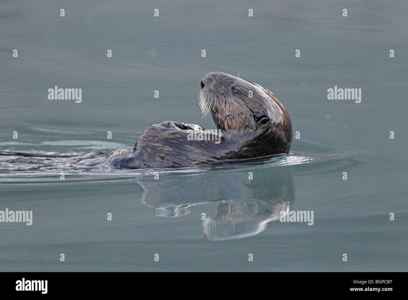 Sea Otter with reflection swimming on its back in Alaska Stock Photo ...