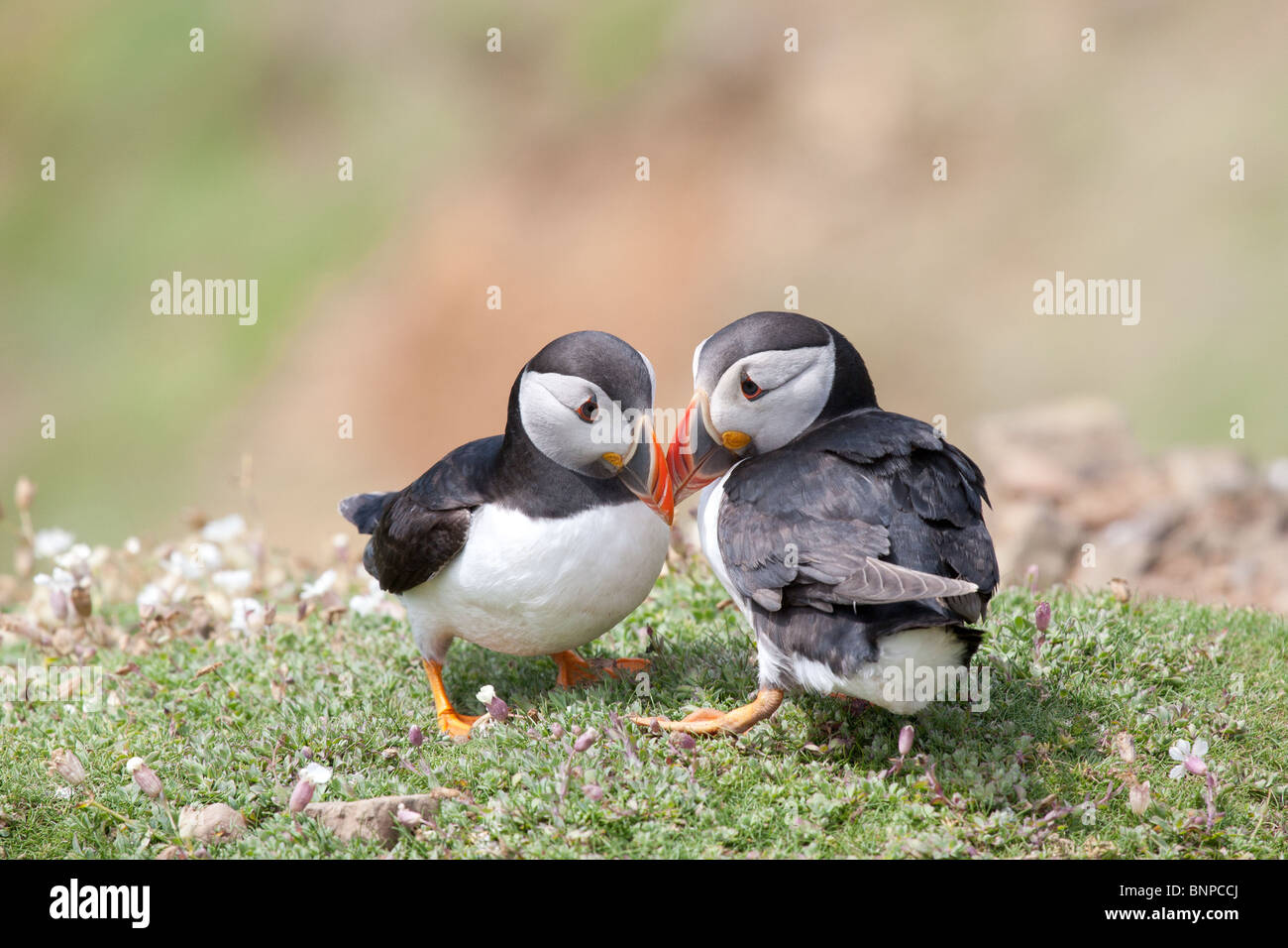 Puffins in their habitat hi-res stock photography and images - Alamy