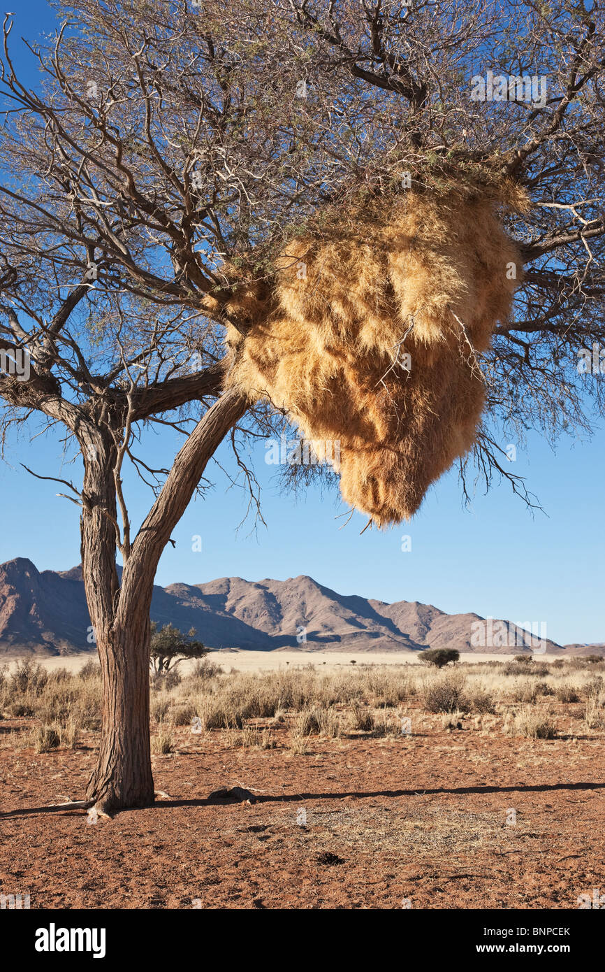 A City in the Sky: The Sociable Weaver’s Incredible Masterpiece – New ...