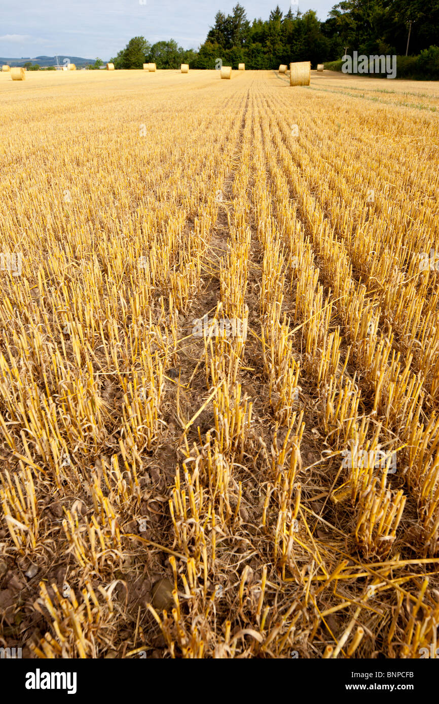 Stubble rows hi-res stock photography and images - Alamy
