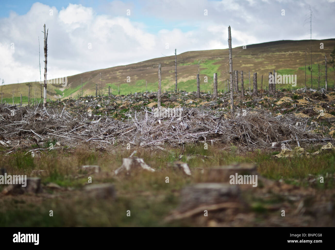 Deforestation in the Scottish Highlands Stock Photo - Alamy