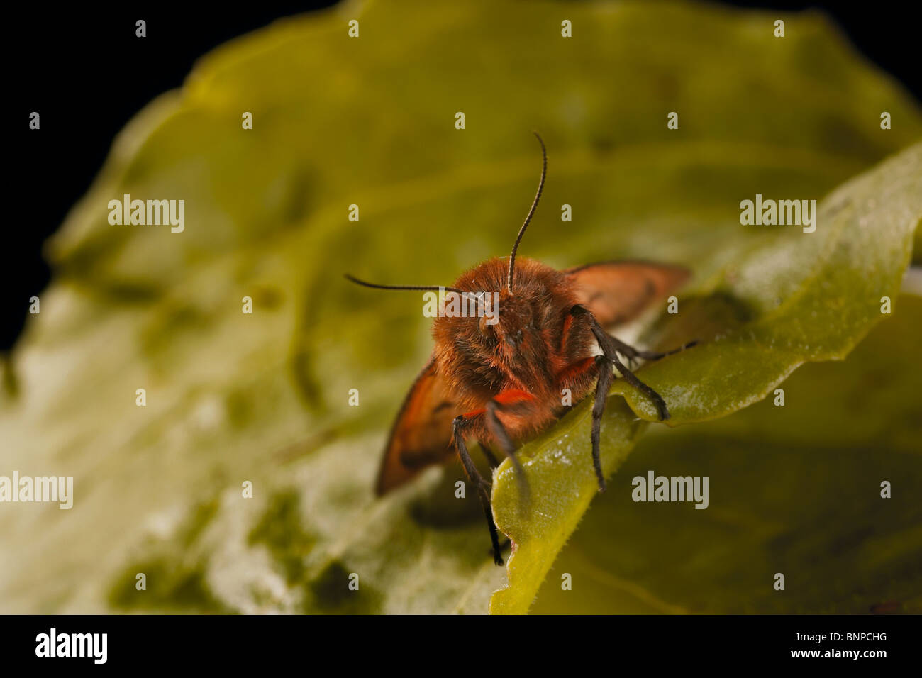 Ruby Tiger, Phragmatobia fuliginosa moth on Crowle Moor nature reserve ...