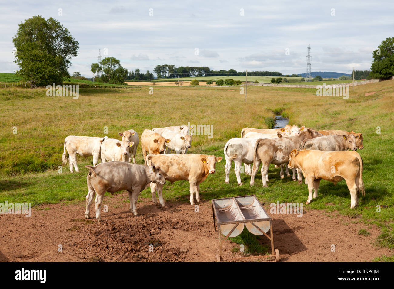A small herd of white and brown cows in a farmers field, Scottish ...
