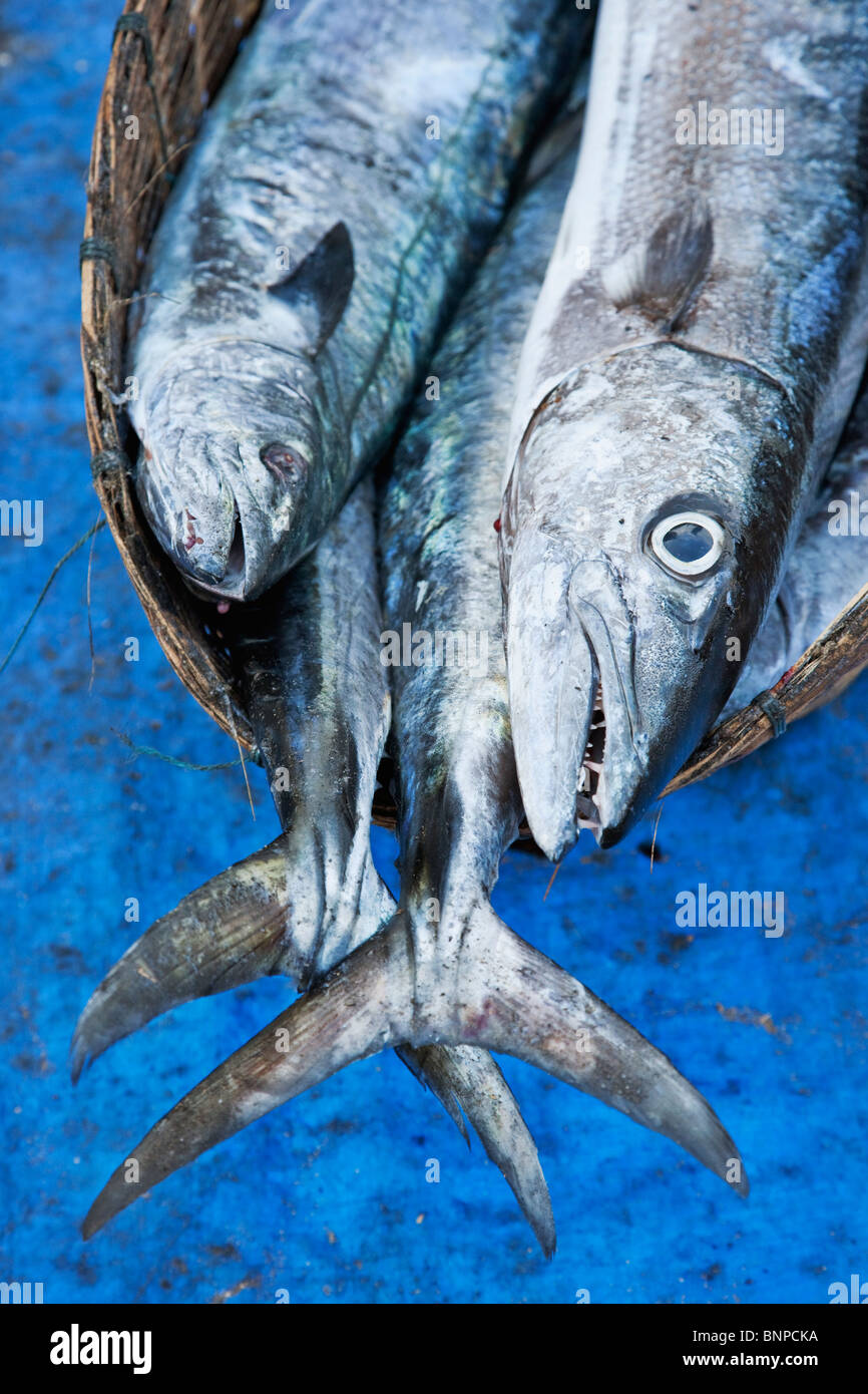 Fish in a wicker basket which make up part of a daily catch at the ...