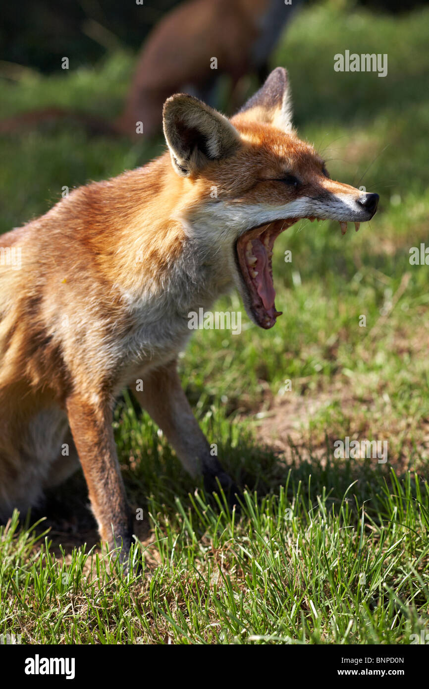 Red Fox Vulpes Vulpes with mouth wide open showing teeth and tongue ...