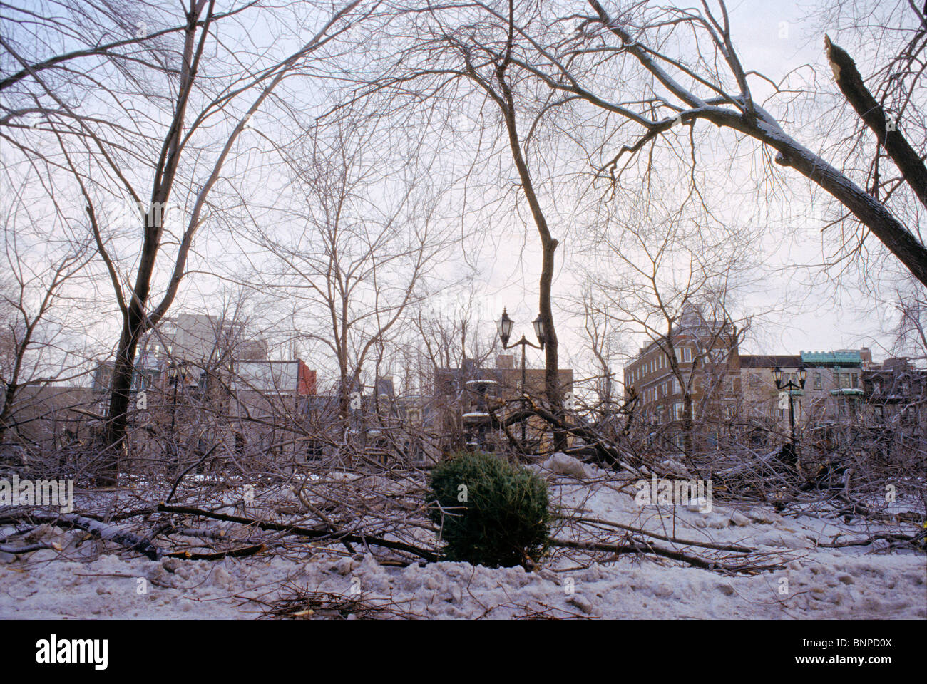 Winter ice storm 1998 hi-res stock photography and images - Alamy