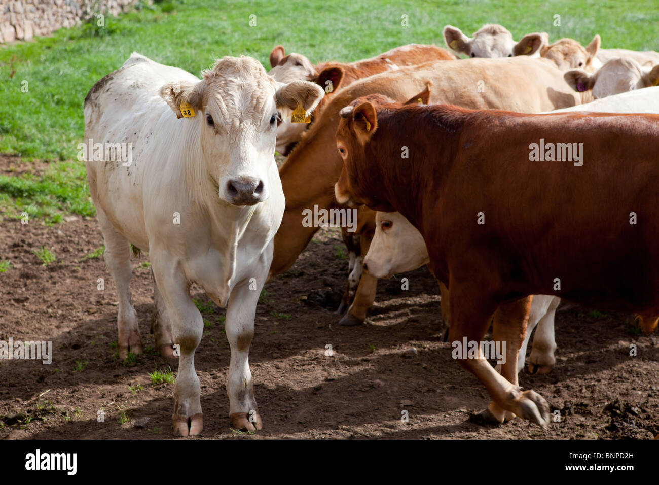 A small herd of white and brown cows in a farmers field, Scottish ...