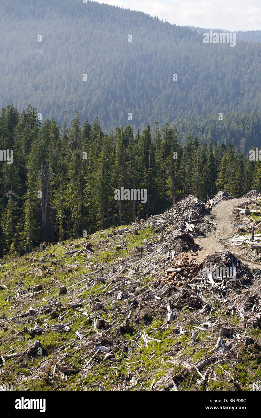 Logging on vancouver island bc hi-res stock photography and images - Alamy