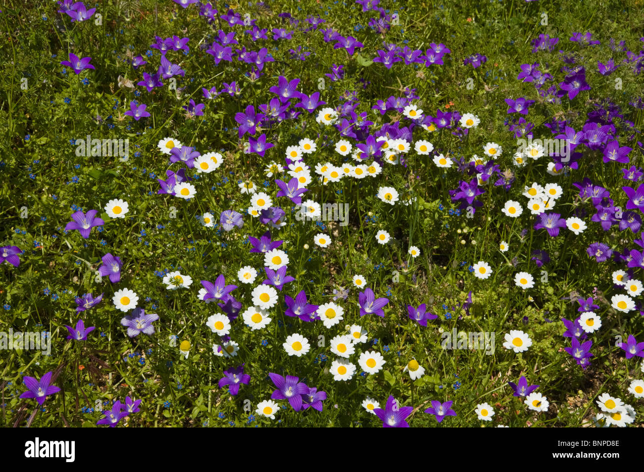 Wild flowers growing in village of Kassiopi on the Greek Mediterranean ...