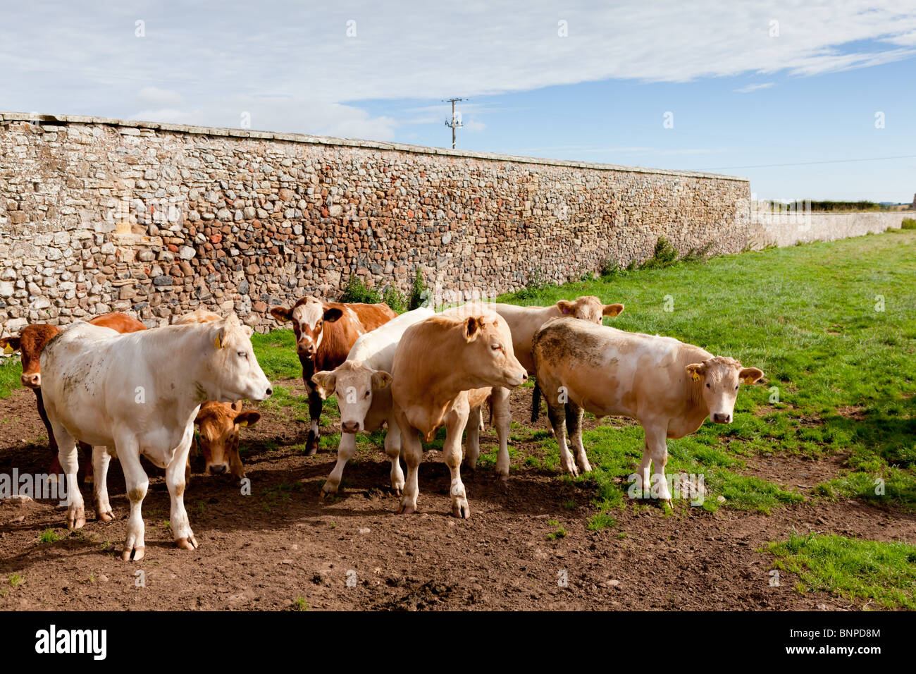 A small herd of white and brown cows in a farmers field, Scottish ...