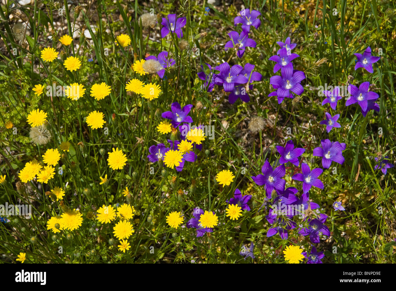 Mediterranean wild flowers hi-res stock photography and images - Alamy