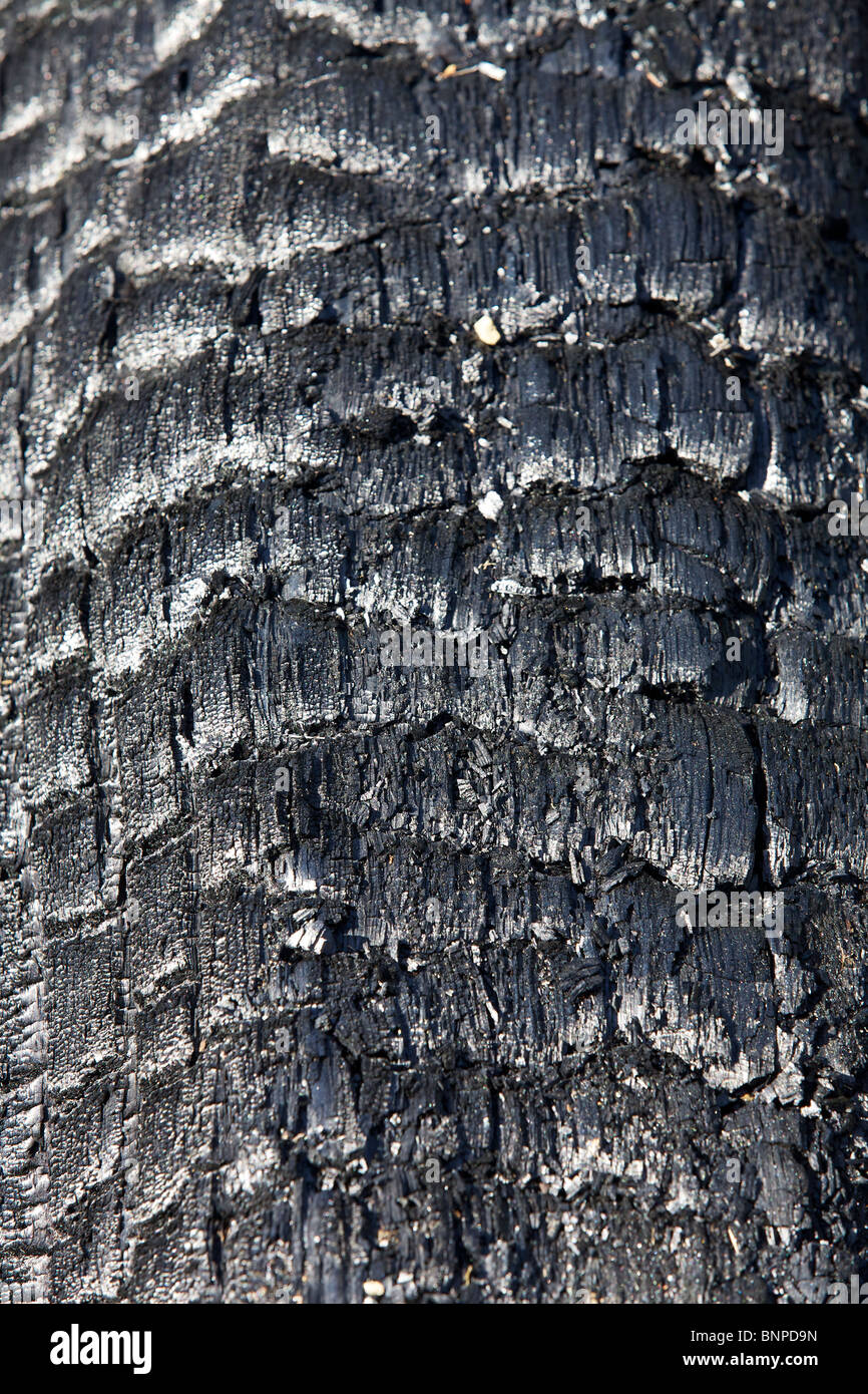 Texture on a burned log in the Carmanah Valley on Vancouver Island BC ...