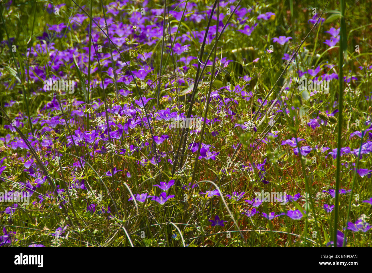 Wild flowers growing in village of Kassiopi on the Greek Mediterranean ...