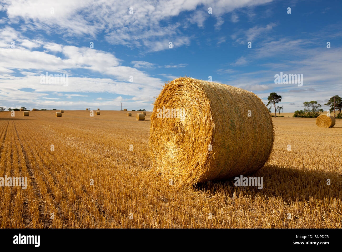 A round bale under gorgeous blue skies in a newly harvested field, in ...