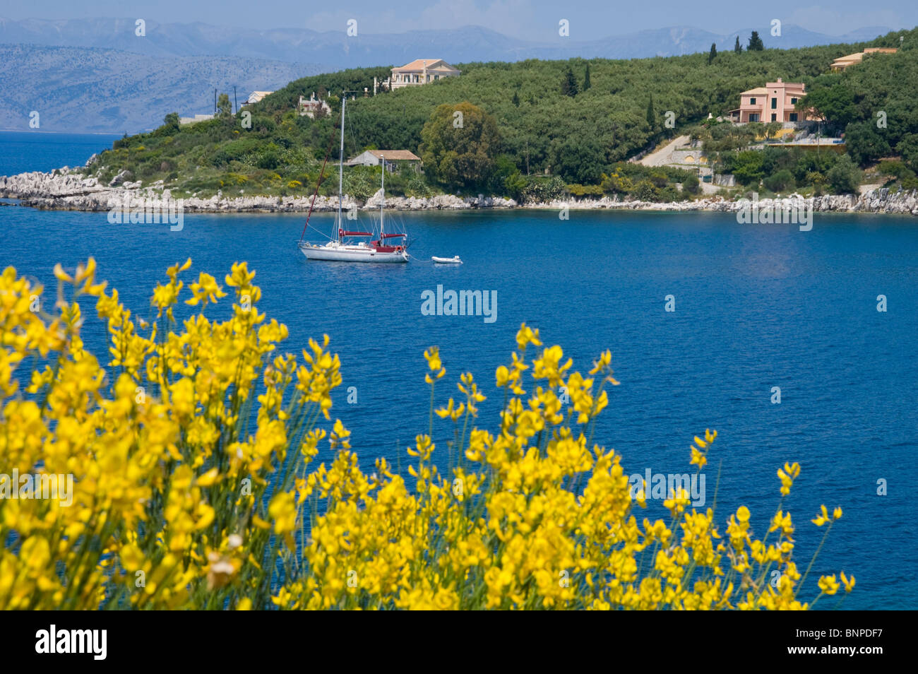 Yellow Broom flowers overlooking rocky cove at Kassiopi on the Greek ...