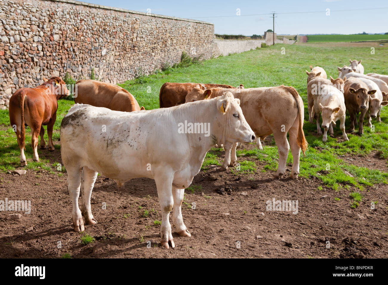 A small herd of white and brown cows in a farmers field, Scottish ...
