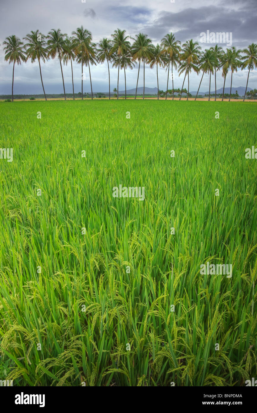 Rice field with coconuts in background. Theni Tamil Nadu, southern ...